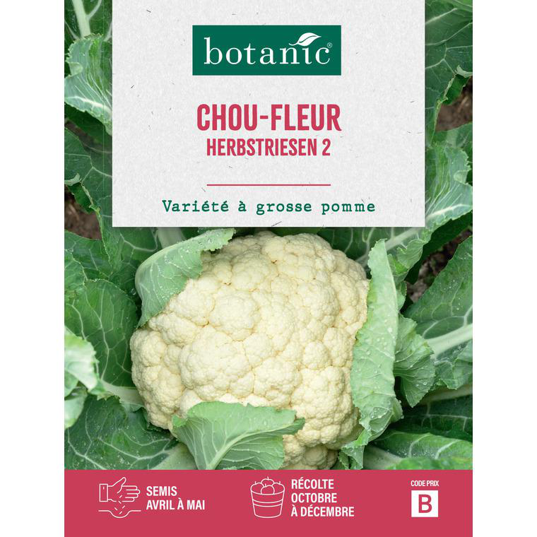 Graines de choux-fleur géant d'automne primus botanic® - graines à semer