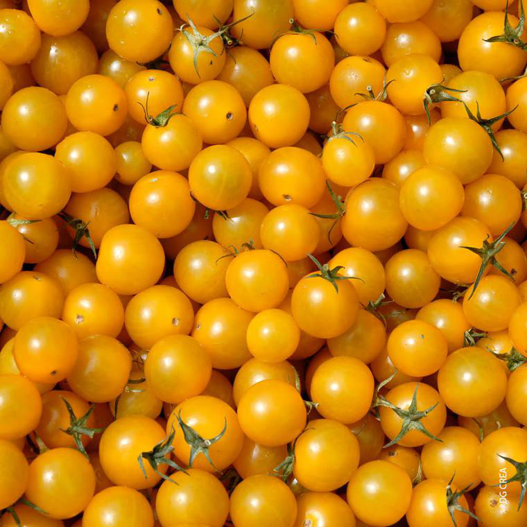 Tomate Cerise Jaune Bio. Le pot de 10,5 cm | botanic®