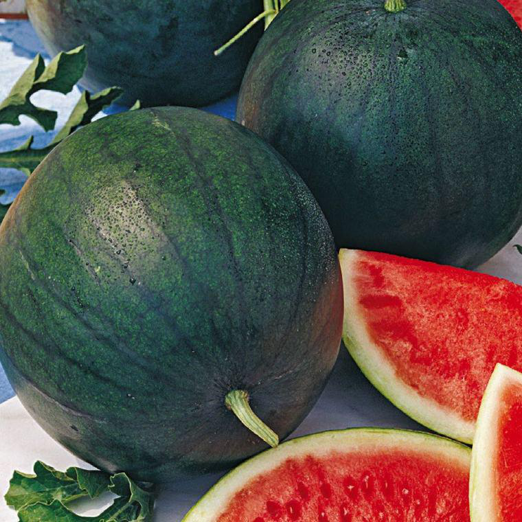 Pastèque Sugar Baby Bio - Le pot compostable de 10.5 cm