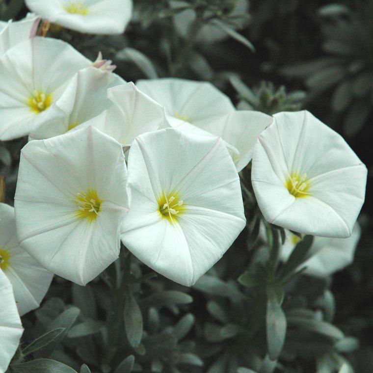 Convolvulus ou Liseron de Turquie à fleurs blanches - Le pot Ø 20 cm ...