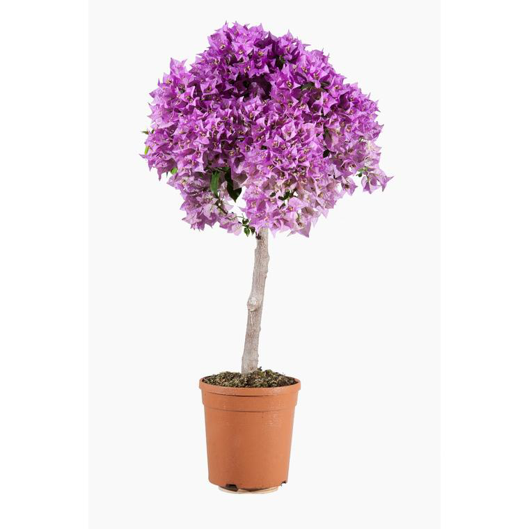 Bougainvillier Varié 1/2 tige – Pot de 3L | botanic®