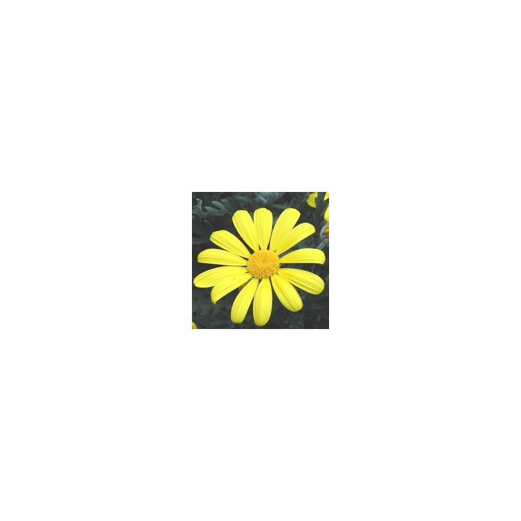 Euryops Pectinatus - Le pot de 10 litres | botanic®