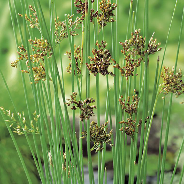 Juncus inflexus glaucus pot de 3 litres