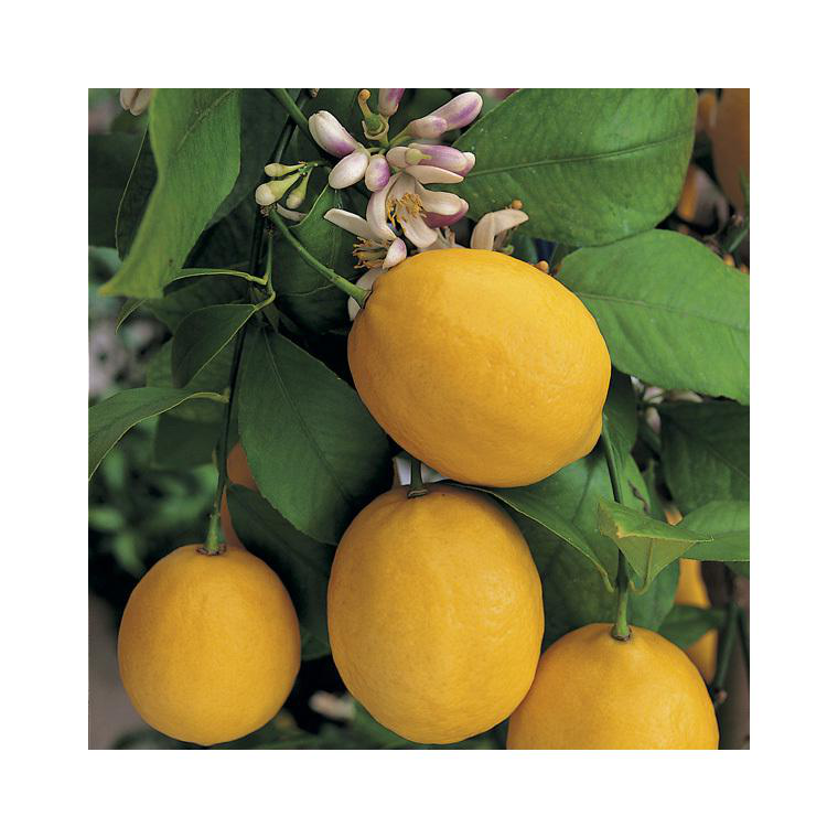 Citronnier Meyer Bio. Le pot de 6 litres