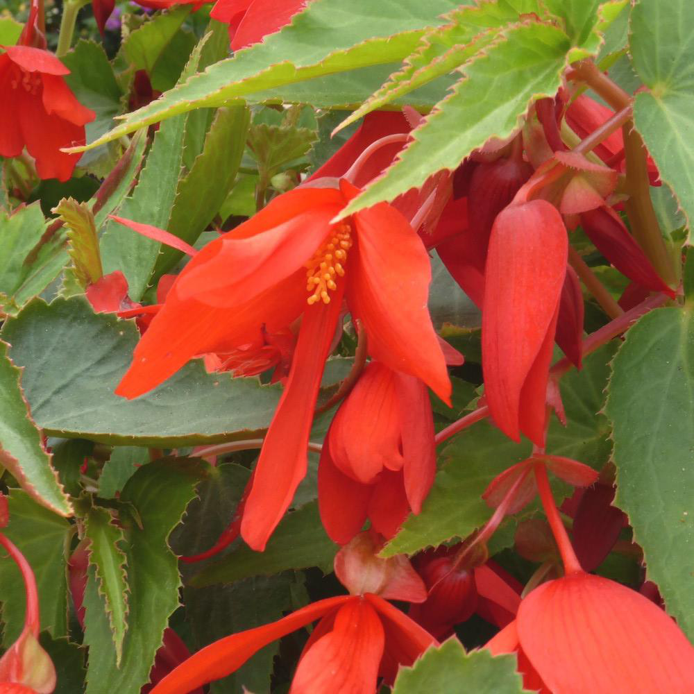 Begonia Bonfire. Le pot de 6 litres | botanic®