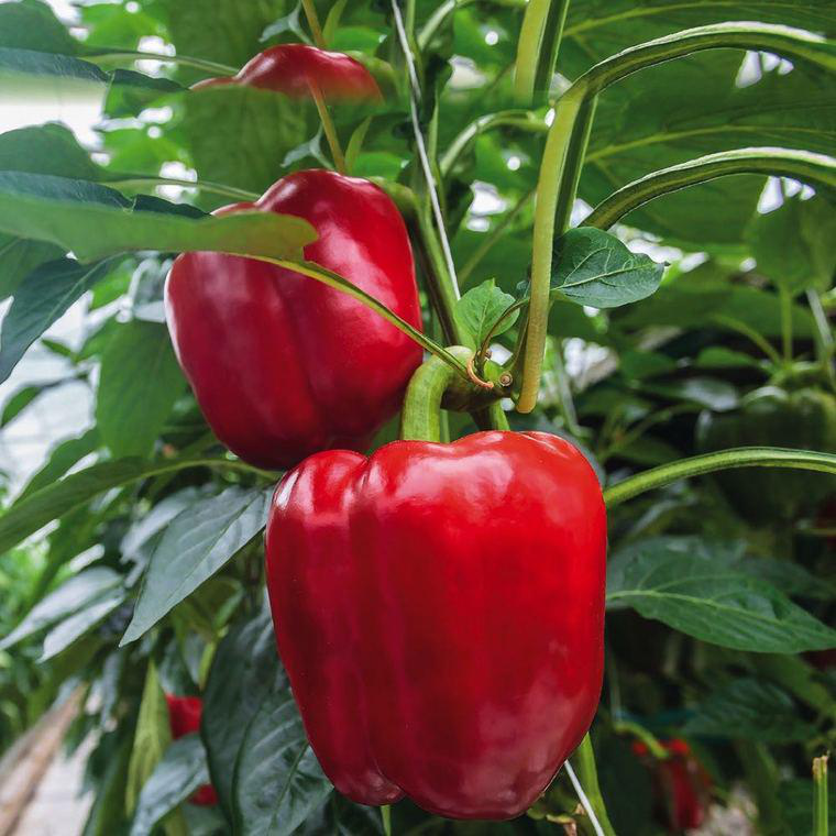 Poivron Rouge Predi Bio. La barquette de 3 plants