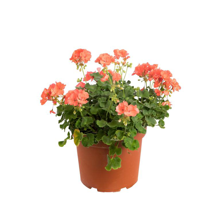 Géranium zonale multicolore. Le pot de 5 litres | botanic®