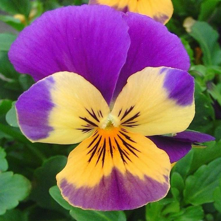Violette cornue ou Viola Cornuta. La jardinière de 40 cm | botanic®