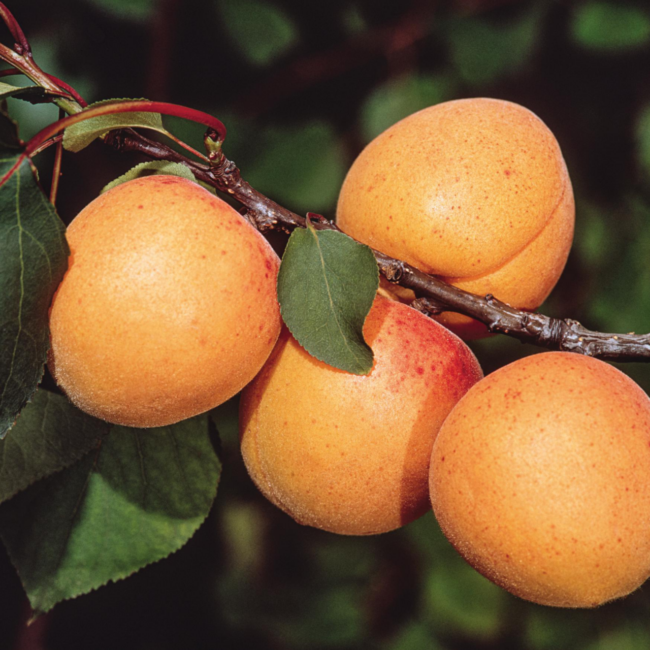 Abricotier Pêche De Nancy Bio. Le pot de 15 litres