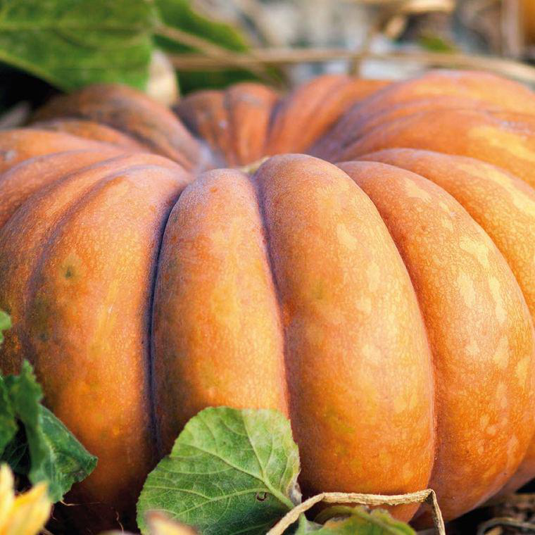 Courge Musquée de Provence bio botanic® orange. La barquette de 3 plants