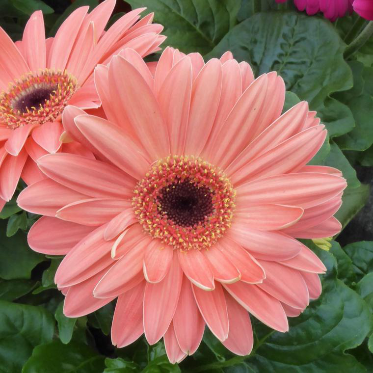 Gerbera Patio - Le pot de 5 litres