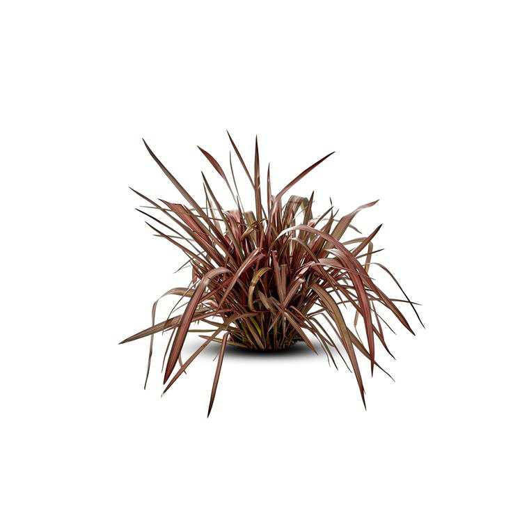 Phormium Tenax Atropurpureum 100/125 en pot de 18 L rouge