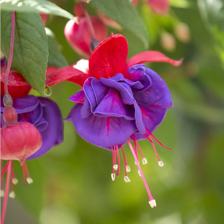 Fuchsia à fleurs multicolores - Le pot de 0,7 litre | botanic®