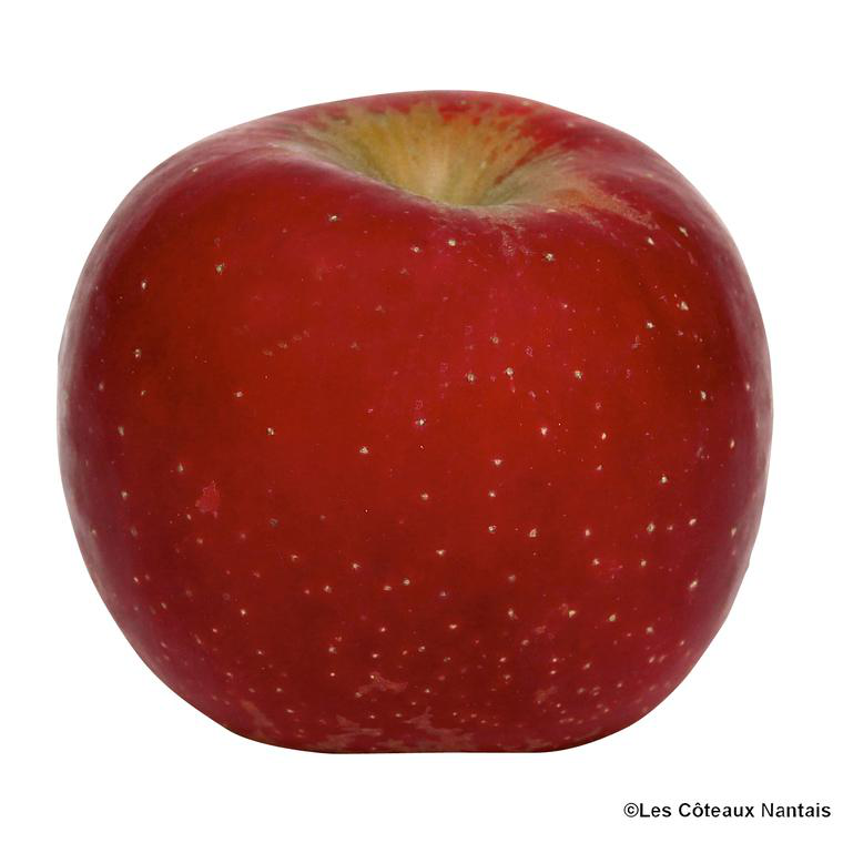 Pomme Early Red One bio de France - Prix au kg