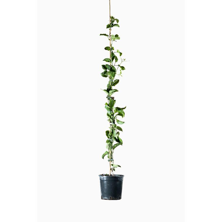 BIGNONIA CHERERE. Le pot de 7 litres | botanic®