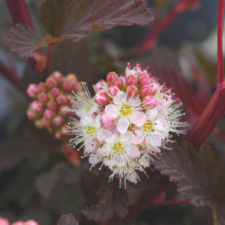 Physocarpe pourpre Lady in red (Bois à sept écorces). Le pot de 3 litres