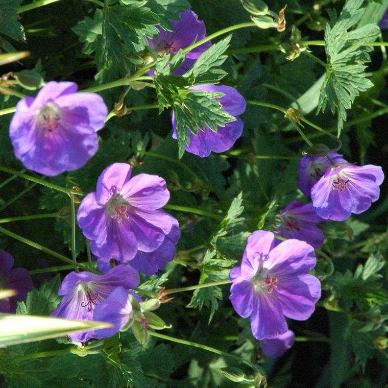Géranium Rozanne - Le pot de 2 litres