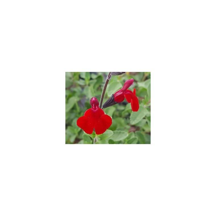 Sauge Salvia x Jamensis Rêve rouge Fauresal02 - Le pot de 5 litres
