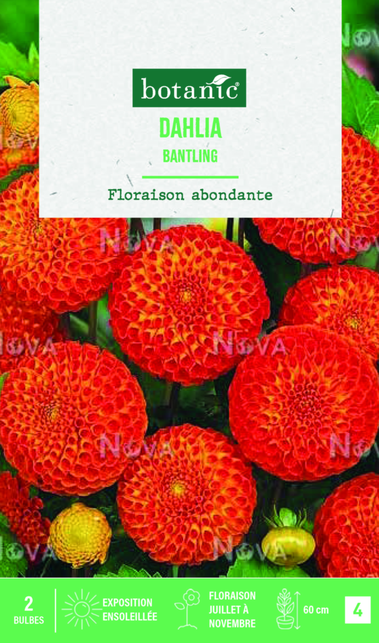 Bulbes de fleurs Dahlia Pompon Bantling botanic® - 2 bulbes