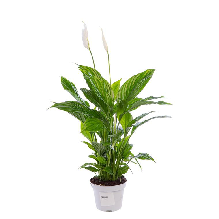 Spathiphyllum Sweet Chico pot Ø13 cm/ H50 cm | botanic®