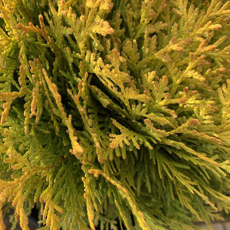 Thuya occidental ou Thuya du Canada Mirjam vert. Le pot de 2 litres, 30 ...