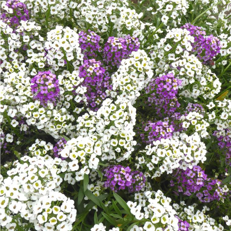 Lobularia ou alysse odorante - Le pot de 0,7 litre