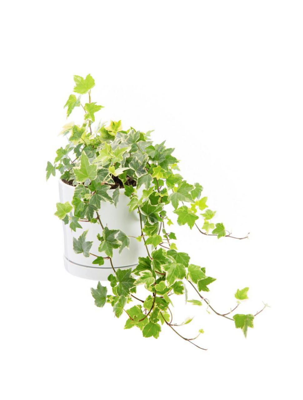 Lierre panaché vert en pot blanc émaillé botanic®. Le pot Ø 15 cm