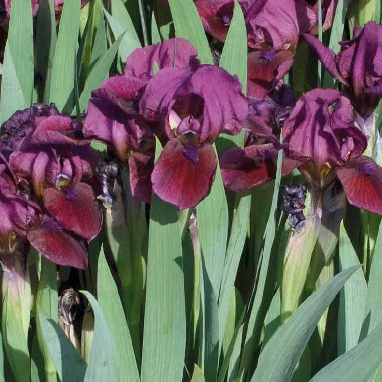 Iris Nain rouge - Le pot de 9 x 9 cm