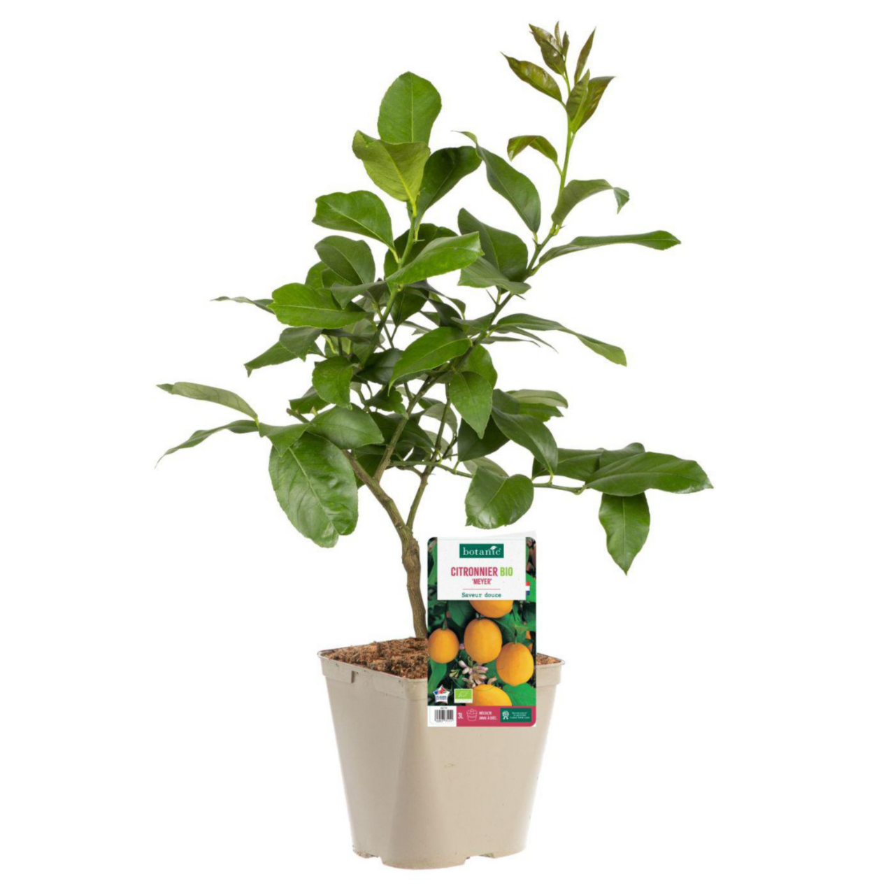 Citronnier Meyer Bio. Le pot de 3 litres