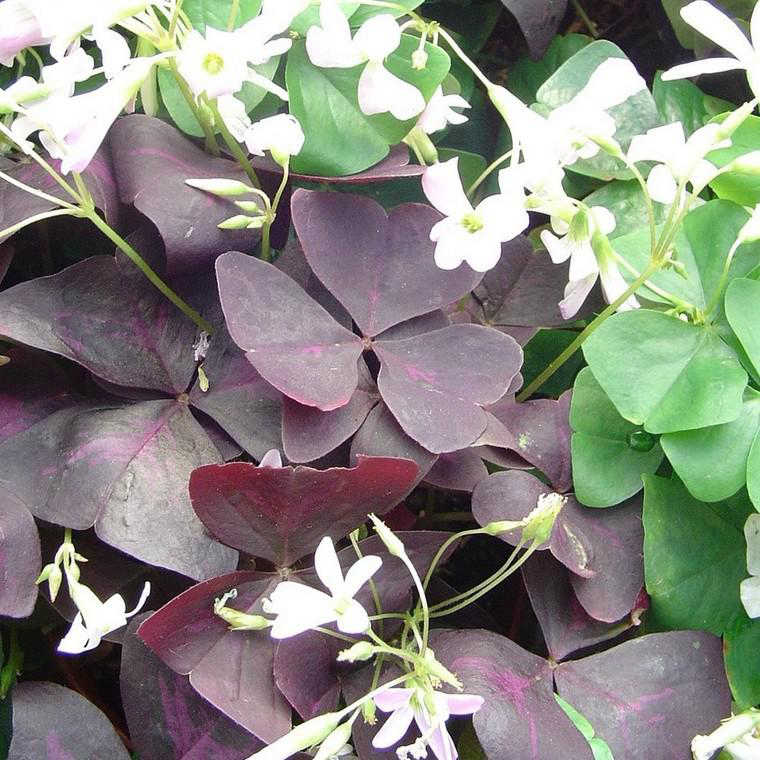 Oxalis rose - Le pot de Ø 13 cm | botanic®