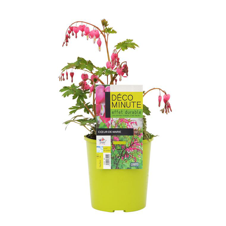 Cœur de Marie rose. Le pot de 2 litres | botanic®