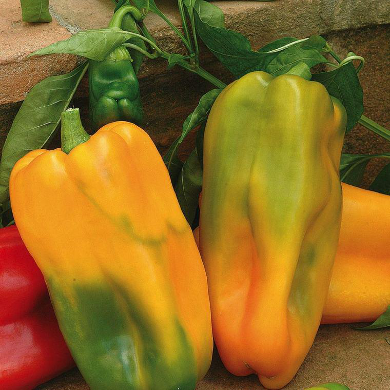 Poivron Petit Marseillais Bio. La barquette de 3 plants