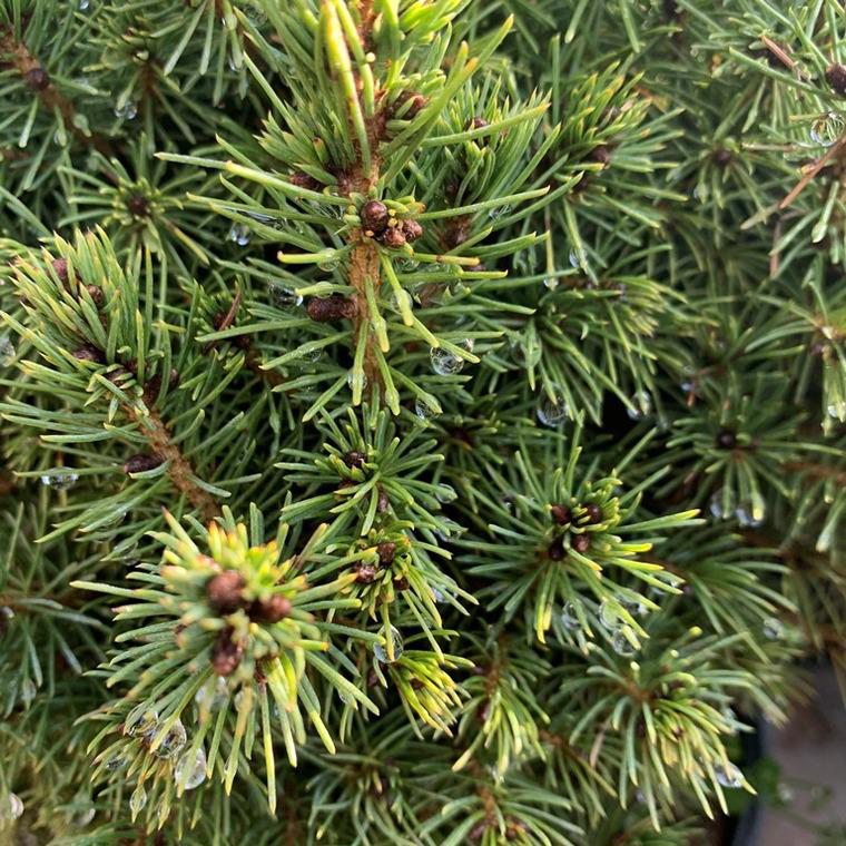 Epicéa du Colorado (Picea Pungens) Koster 60/80. Le pot de 5 litres ...