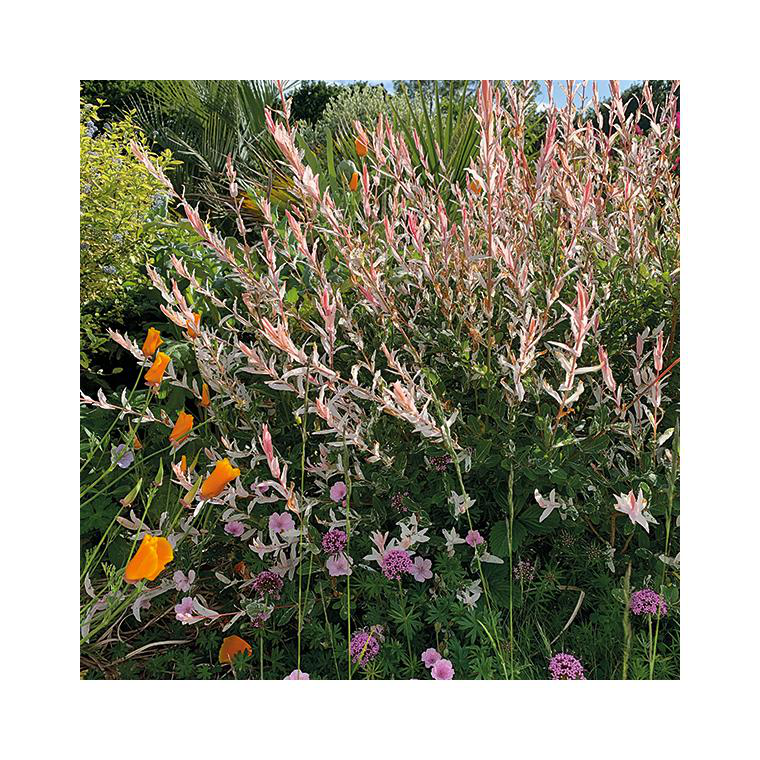 Salix integra hakuro nishiki coloris rose. Le pot de 5 litres