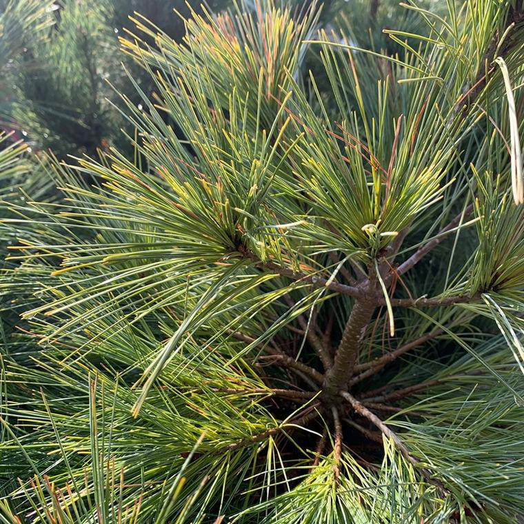 Pin de Weymouth nain (Pinus Strobus) 50/60. Le pot déco de 10 litres ...