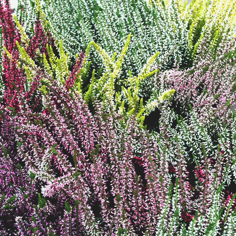 Calluna trio - Le pot de 1 litre