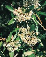 Drymis Aromatica vert 30/40 cm en pot de 3 L