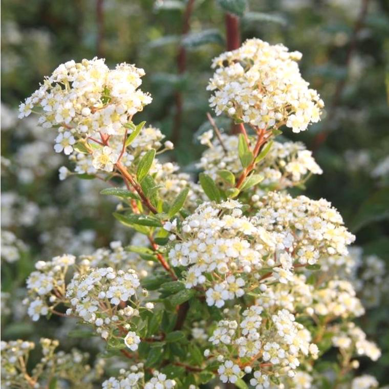Spirée rose. Le pot de 7,5 litres | botanic®