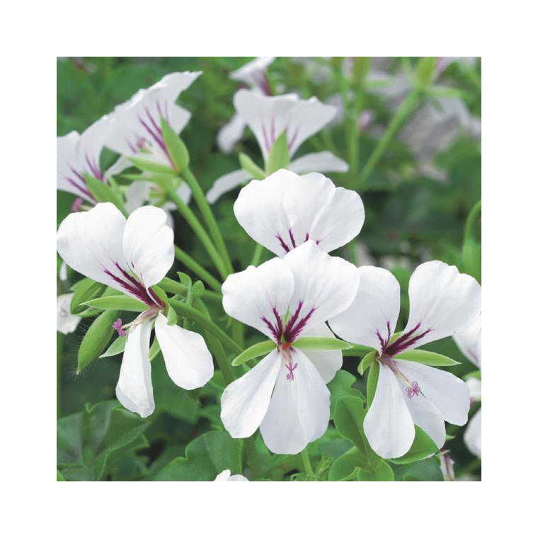 Géranium lierre simple blanc - Le pack de 6 plants