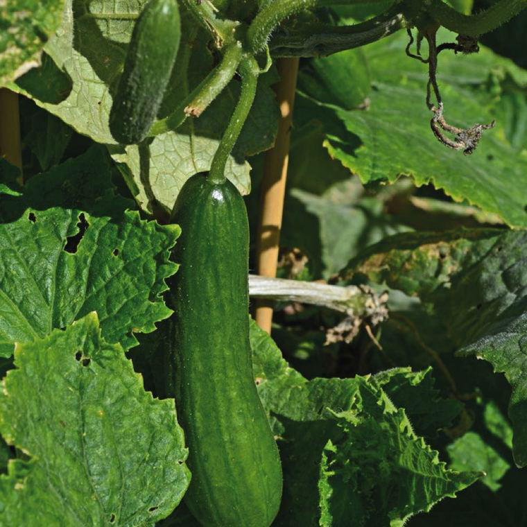 Mini Concombre Crokdelis Bio. Le pot de 10,5 cm | botanic®