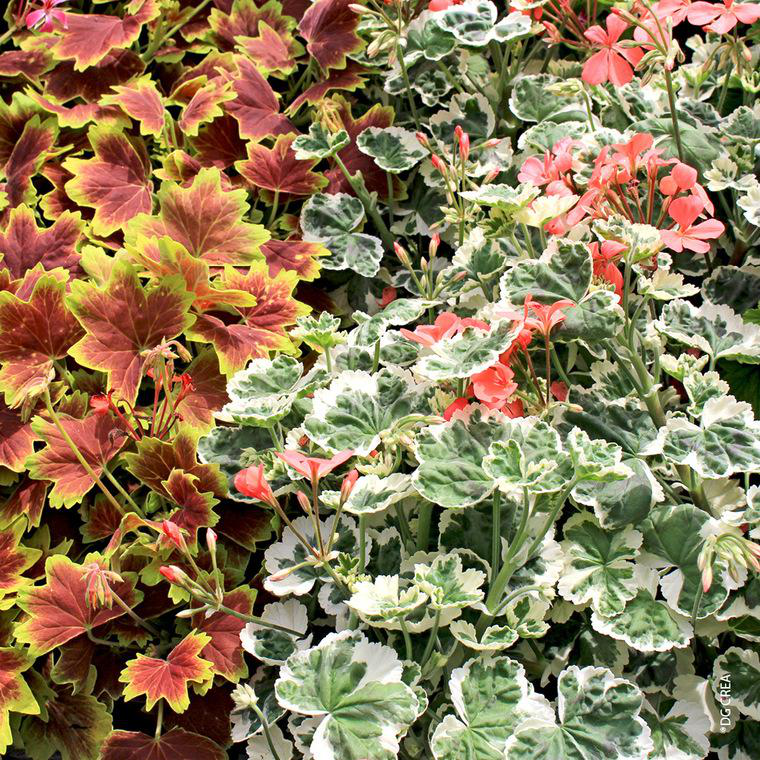Géranium à feuillage décoratif multicolore - Le pot de 7,5 litres