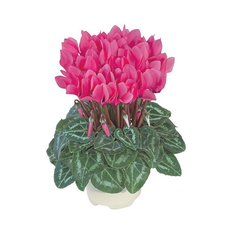 Mini cyclamen fuchsia - Le pot de diamètre 10,5 cm | botanic®