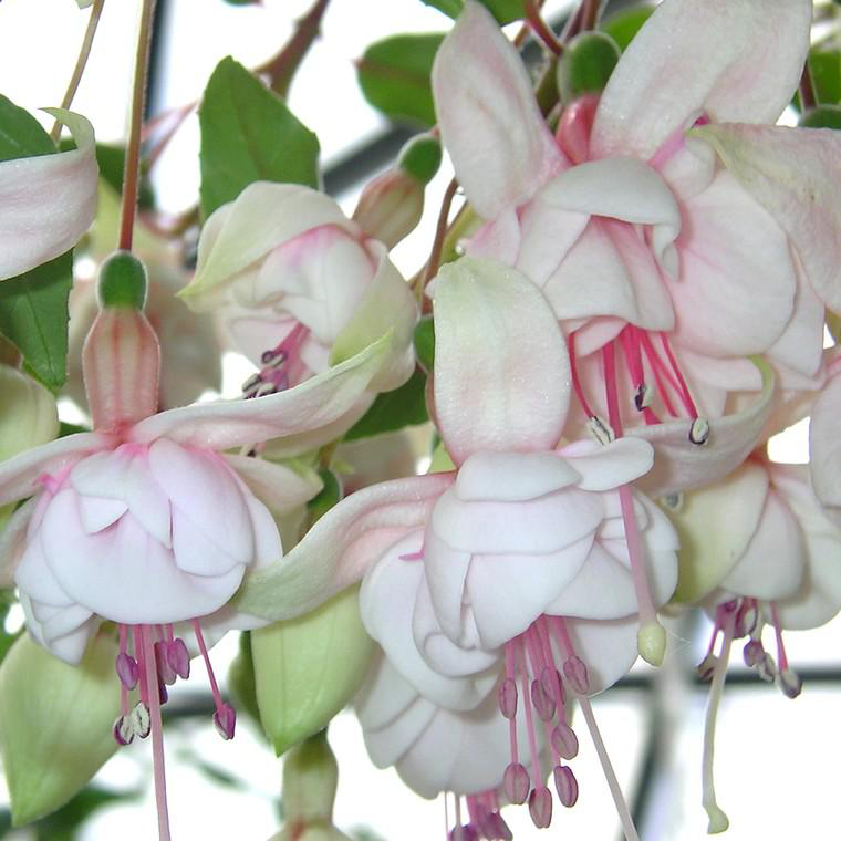 Fuchsia 'Annabel' - Le pot de 2 litres