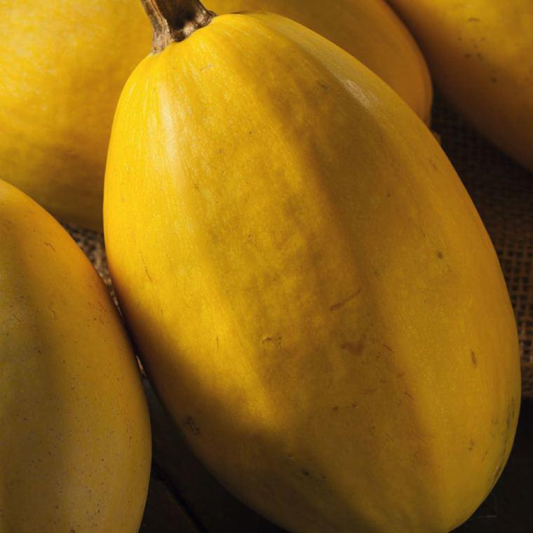 Courge Spaghetti Vegetal Bio. Le pot de 10,5 cm