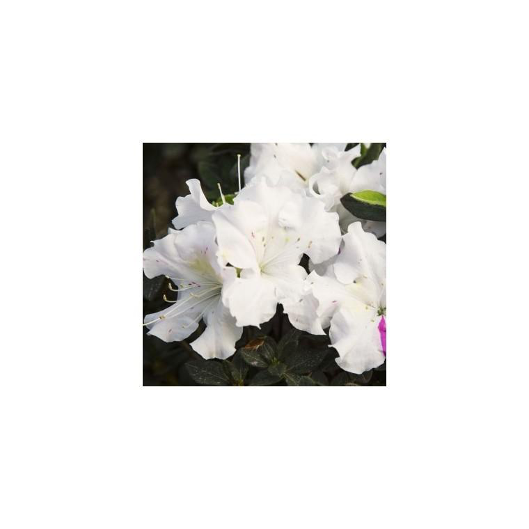 Azalée (Azalea) Encore Starlite blanc. Le pot de 8 litres