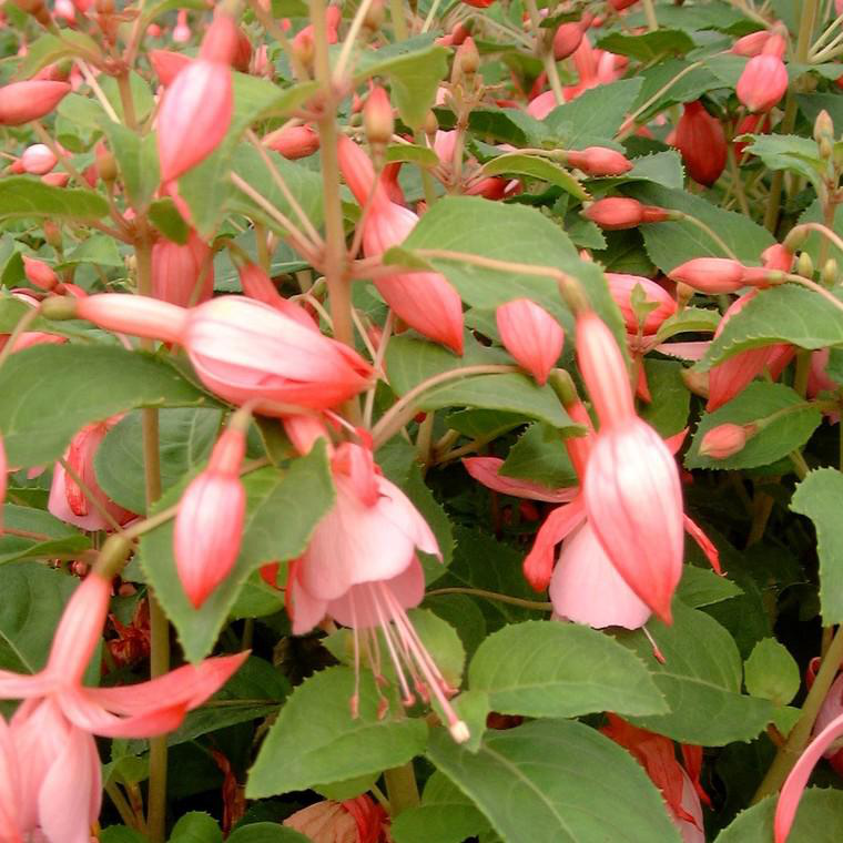 Fuchsia beacon rosa rose en pot de 2 L