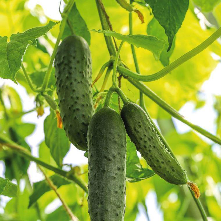 Cornichon Hokus Bio. La barquette de 3 plants