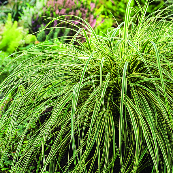 Carex Feather Falls vert botanic®. Le pot de 2 litres
