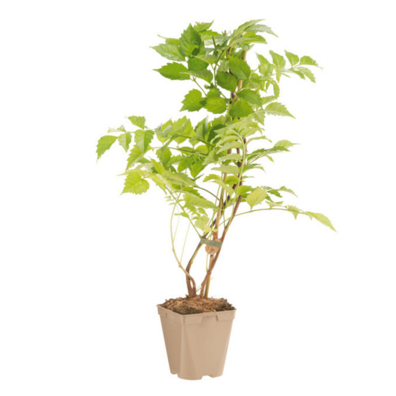 CAMPSIS MADAME GALEN. Le pot de 1,3 litres | botanic®