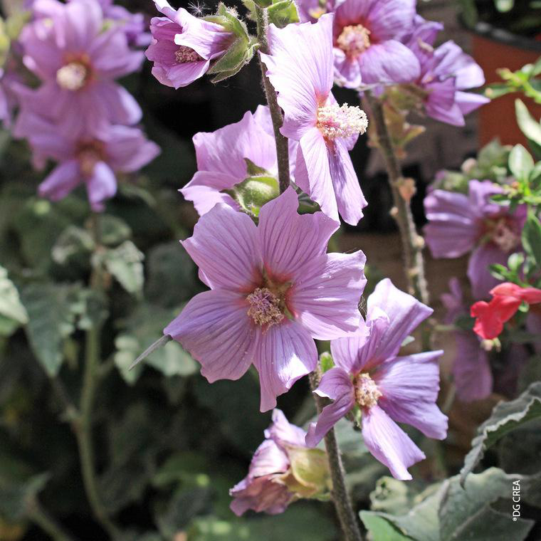 Lavatera X Blue Bird (Bleu) - Le pot de 4 litres